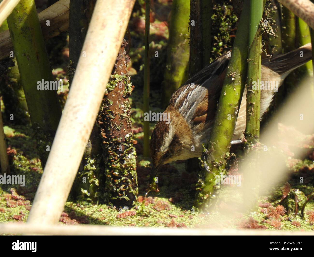 Wren-like Rushbird (Phleocryptes melanops Stock Photo - Alamy