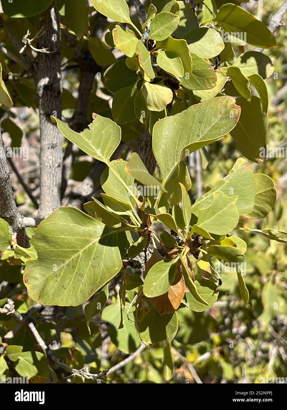 single-leaf ash (Fraxinus anomala Stock Photo - Alamy