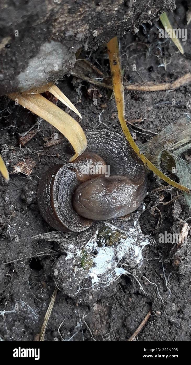 Greenhouse Slug (Milax gagates Stock Photo - Alamy
