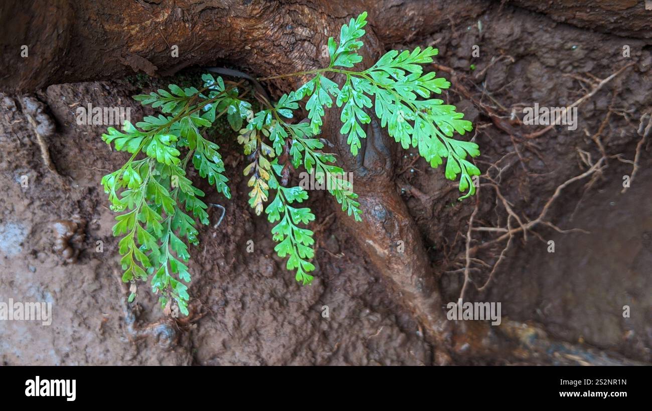 Fairy Fern (Odontosoria chinensis Stock Photo - Alamy