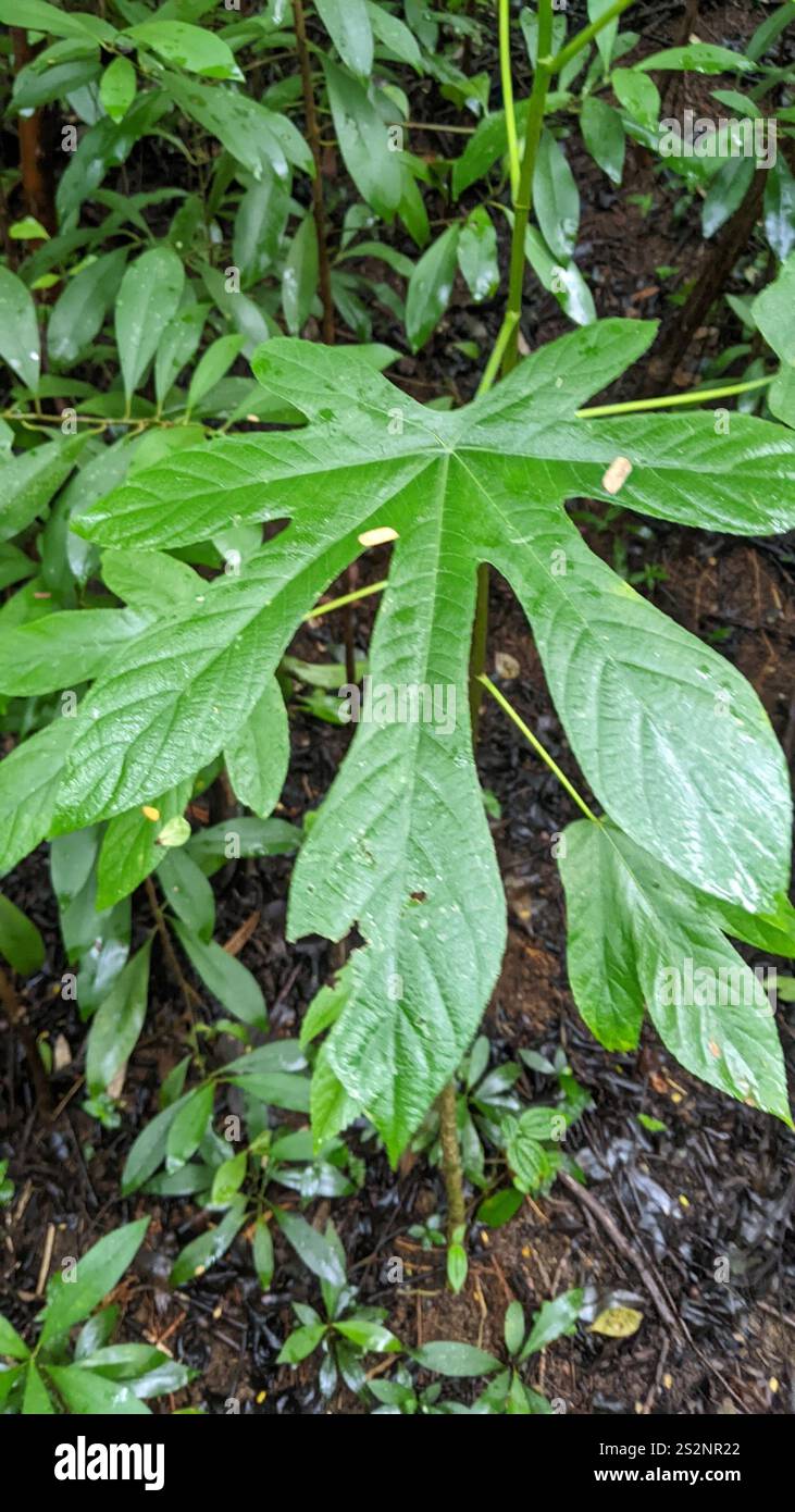trumpet-tree (Cecropia obtusifolia Stock Photo - Alamy