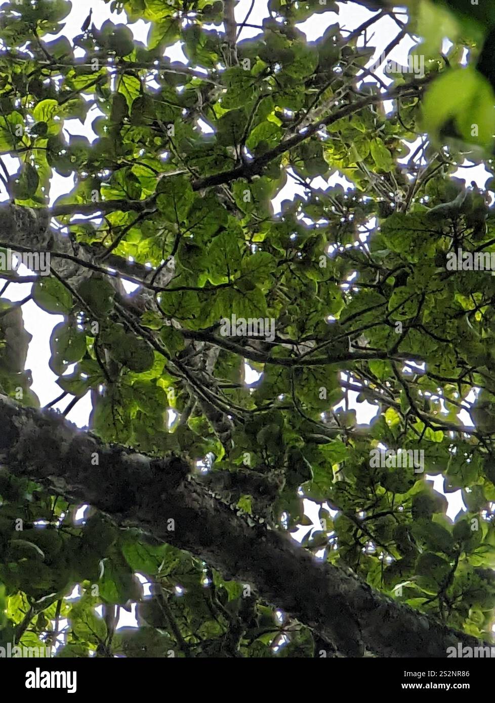 Gmelina leichhardtii hi-res stock photography and images - Alamy