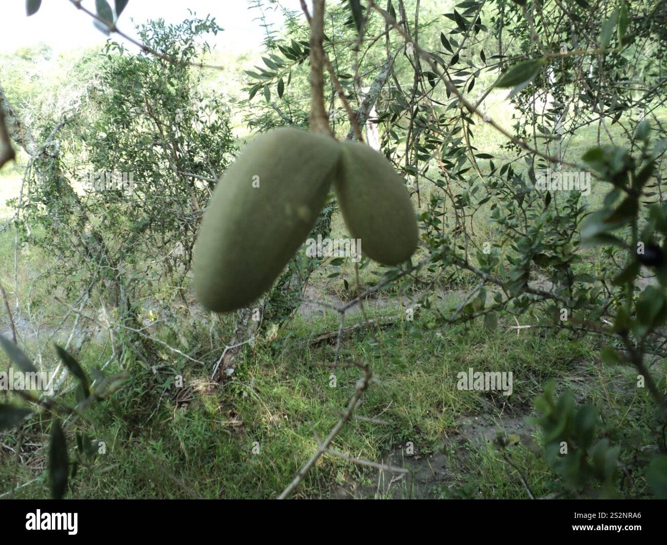 Common White Quebracho (Aspidosperma quebracho-blanco Stock Photo - Alamy