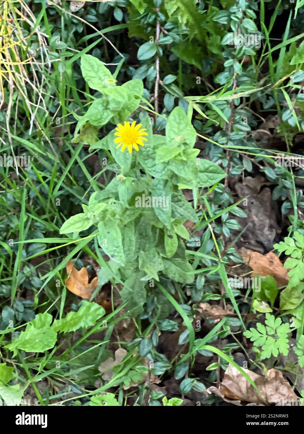 Common Fleabane (Pulicaria dysenterica Stock Photo - Alamy