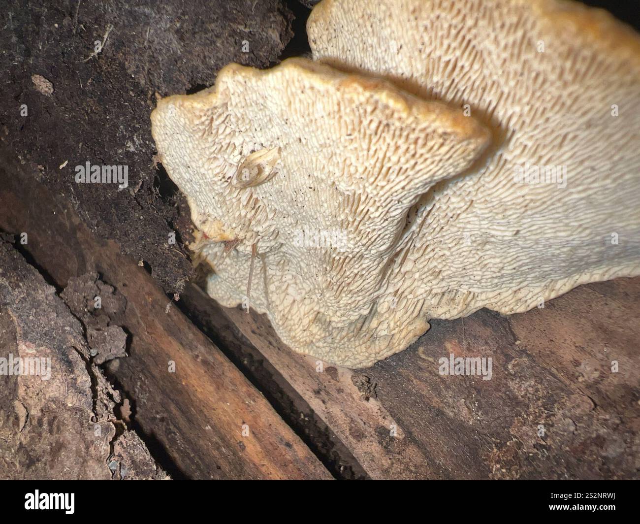 shelf fungi (Polyporales Stock Photo - Alamy
