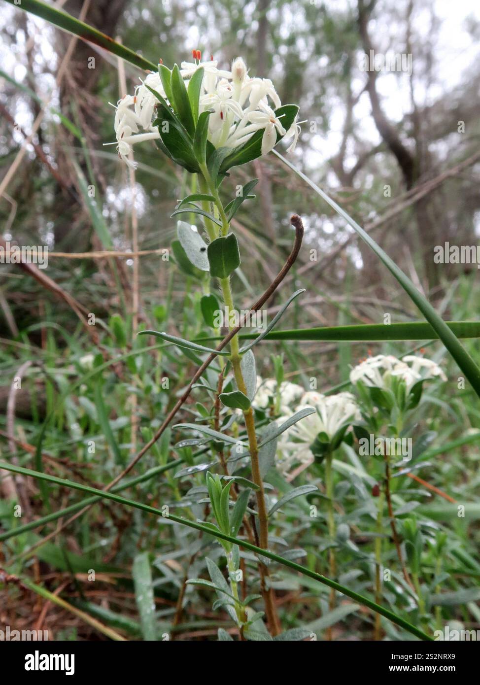 Common Rice-flower (Pimelea humilis Stock Photo - Alamy