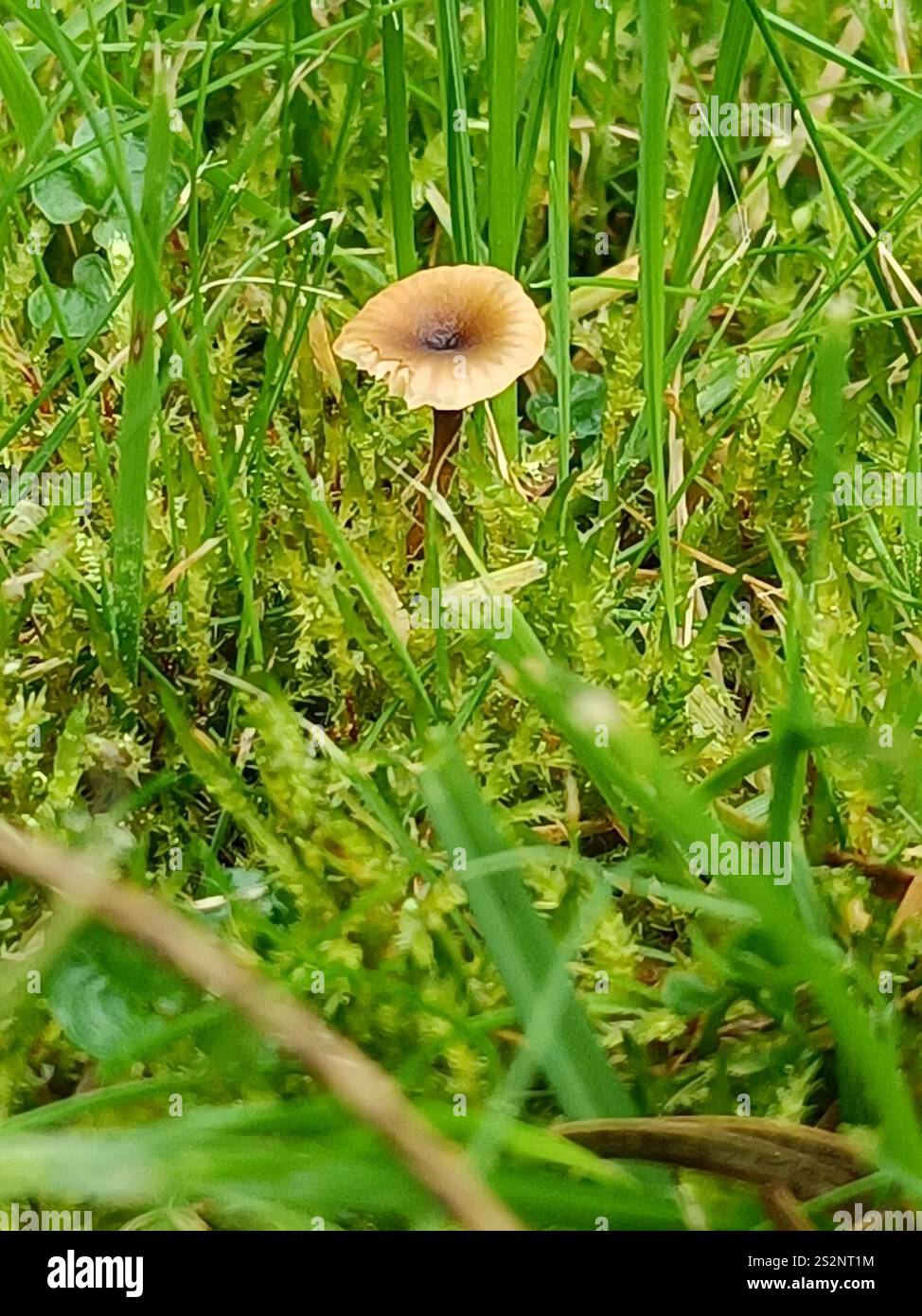 Collared Mosscap (Rickenella swartzii Stock Photo - Alamy