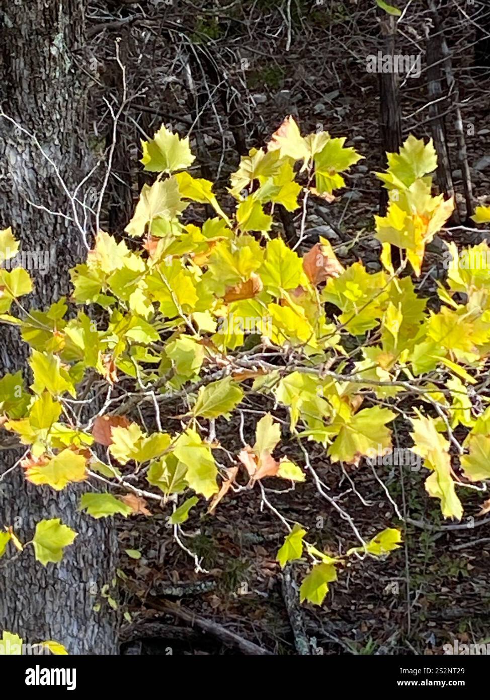 American sycamore (Platanus occidentalis Stock Photo - Alamy