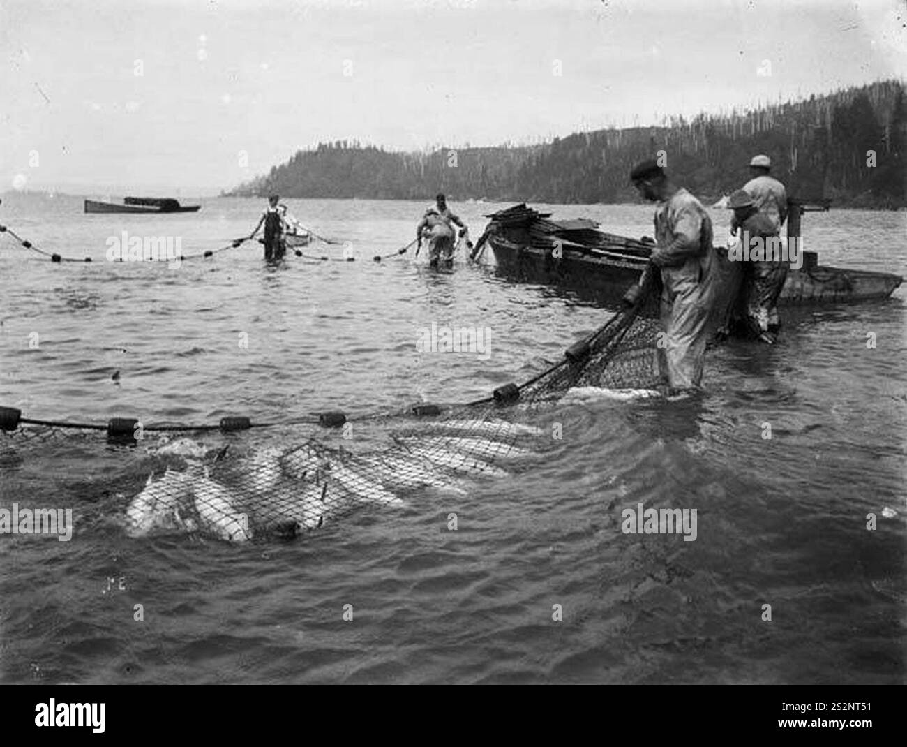 Fishermen harvesting fish from seine, vicinity of the lower Columbia ...
