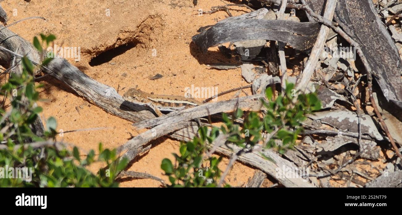 eastern mallee dragon (Ctenophorus spinodomus Stock Photo - Alamy