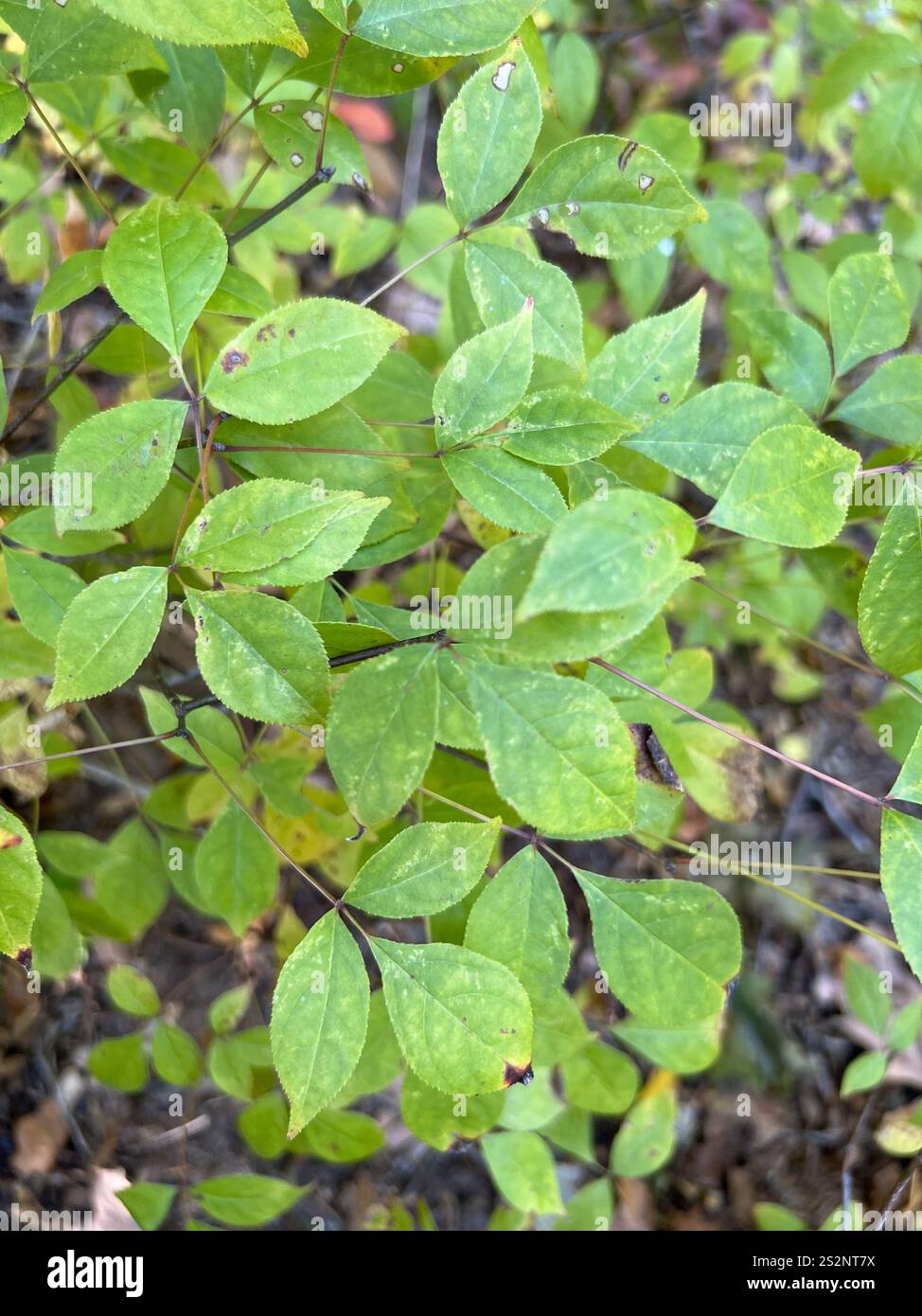 American bladdernut (Staphylea trifolia Stock Photo - Alamy