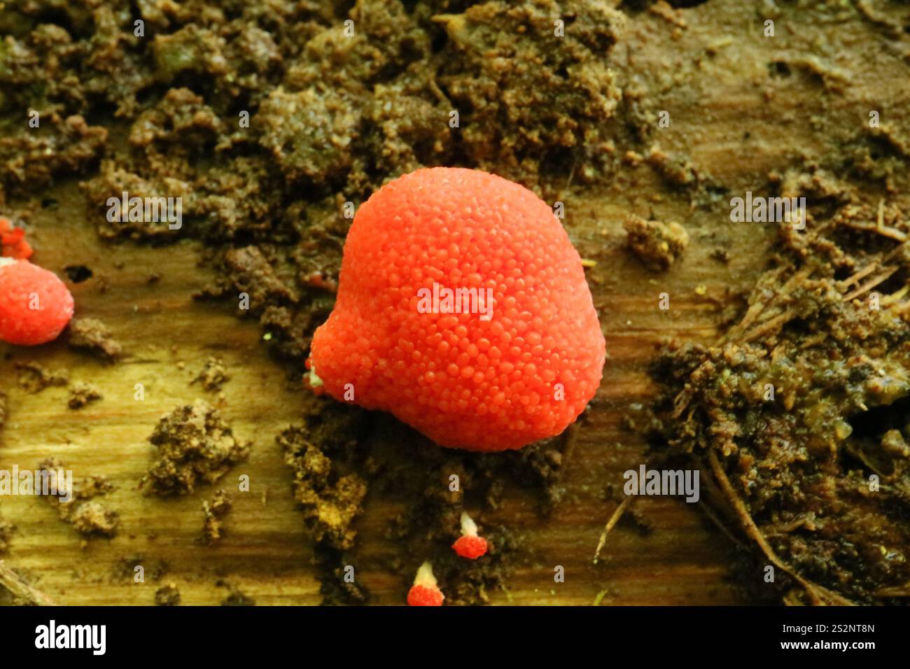 Red Raspberry Slime Mold (Tubifera ferruginosa Stock Photo - Alamy