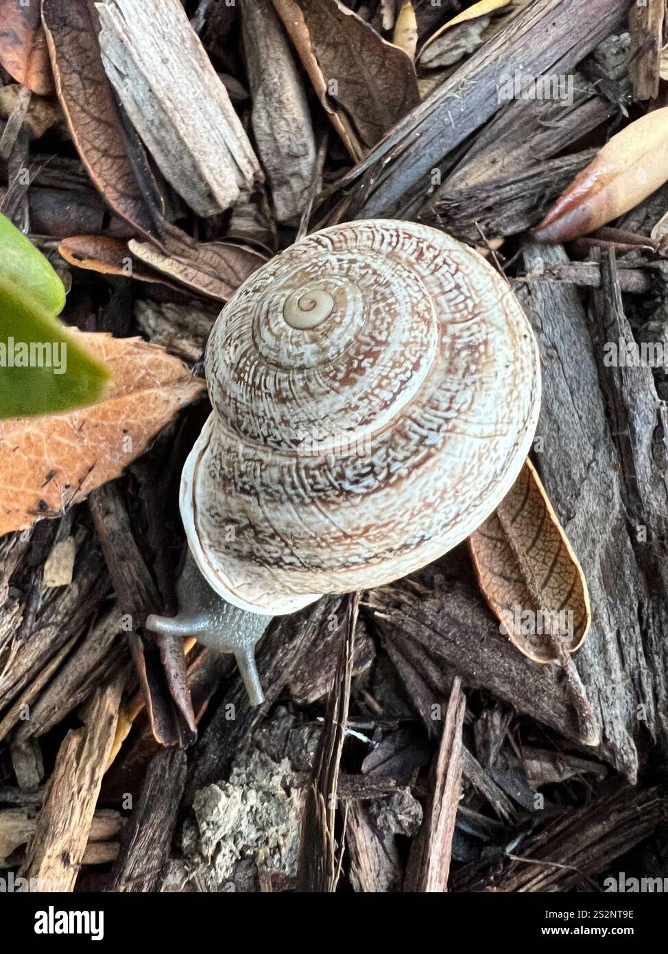 Milk Snail (Otala lactea Stock Photo - Alamy
