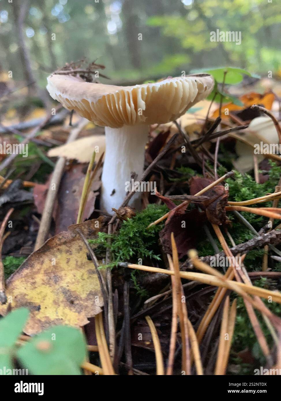 Fragile Brittlegill (Russula fragilis Stock Photo - Alamy