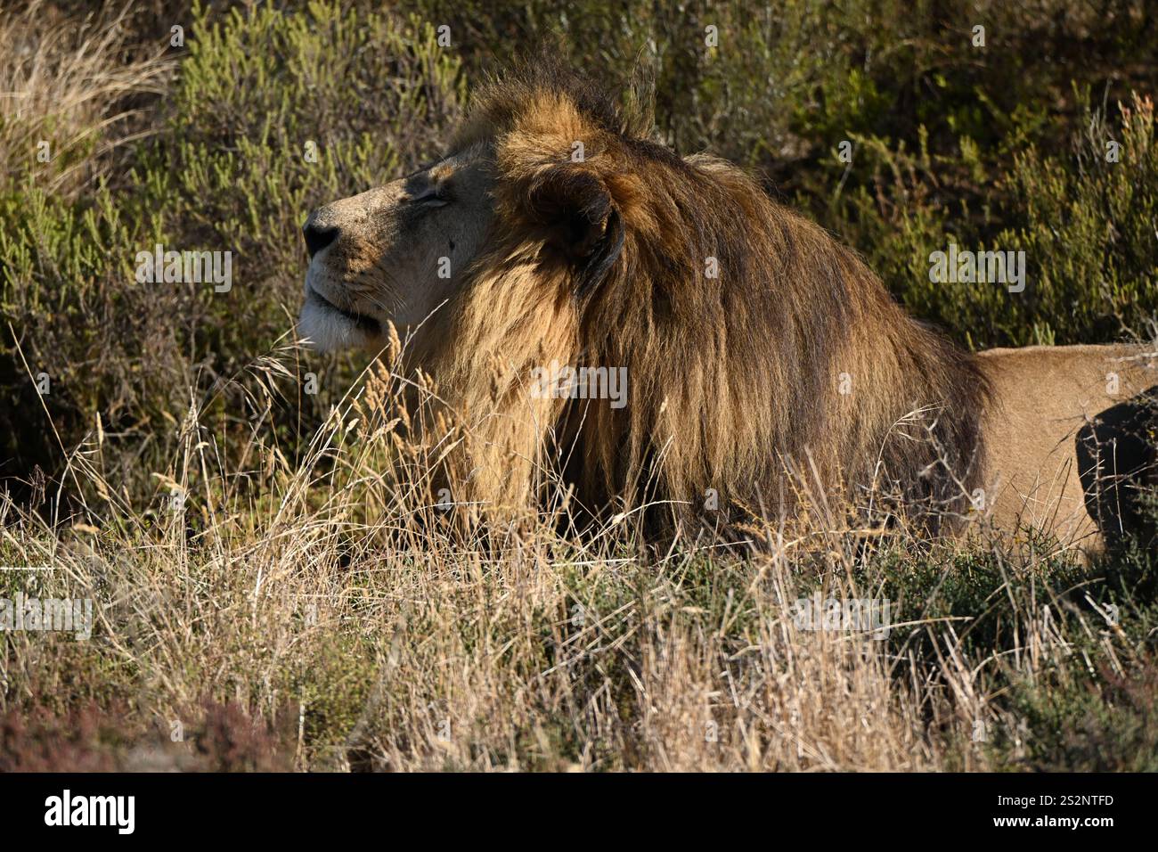 African Lion resting in the jungle Stock Photo - Alamy