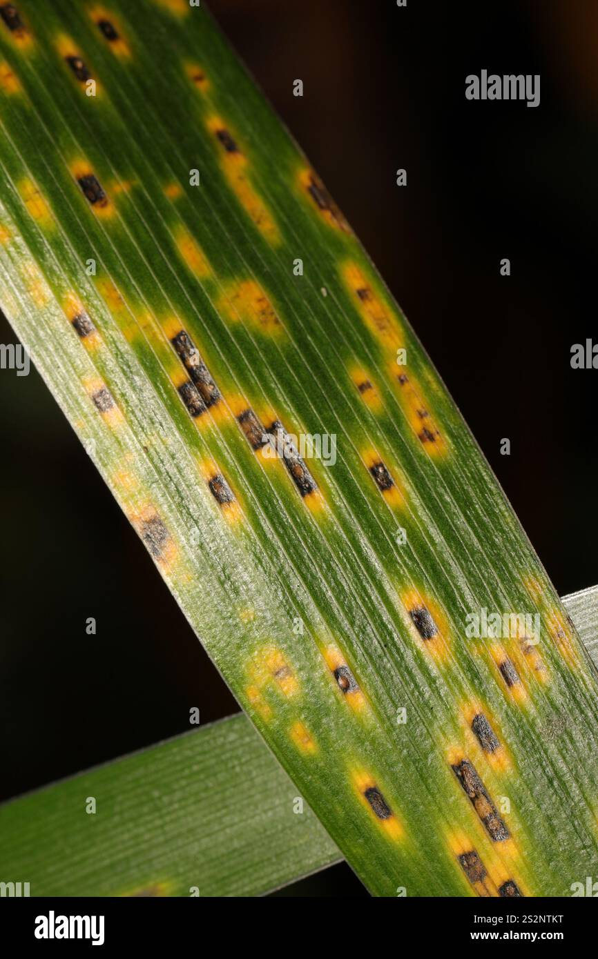 iris rust (Puccinia iridis Stock Photo - Alamy