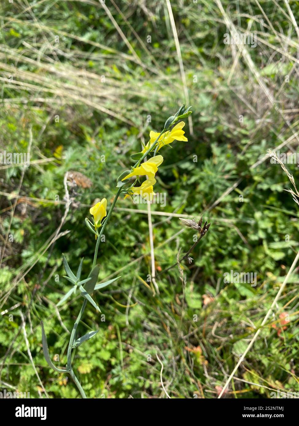 Broomleaf Toadflax (Linaria genistifolia Stock Photo - Alamy