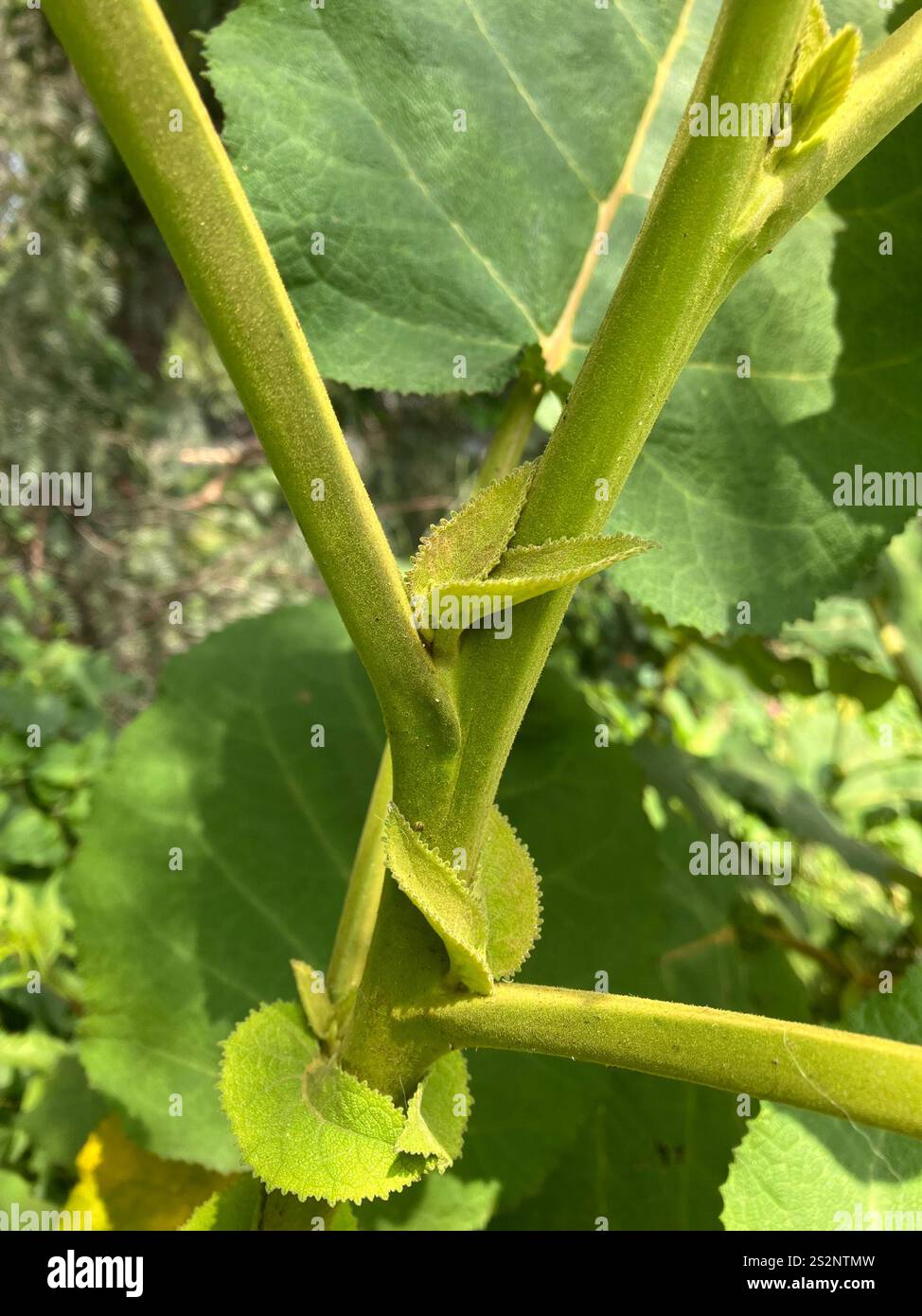 fiberglass plant (Wigandia urens Stock Photo - Alamy