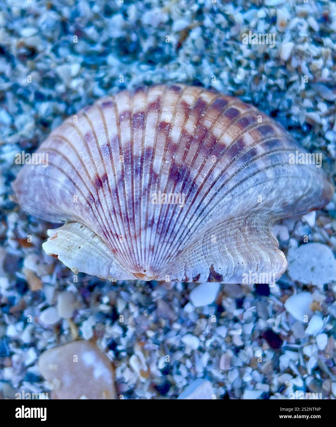 Pacific Calico Scallop (Argopecten ventricosus Stock Photo - Alamy