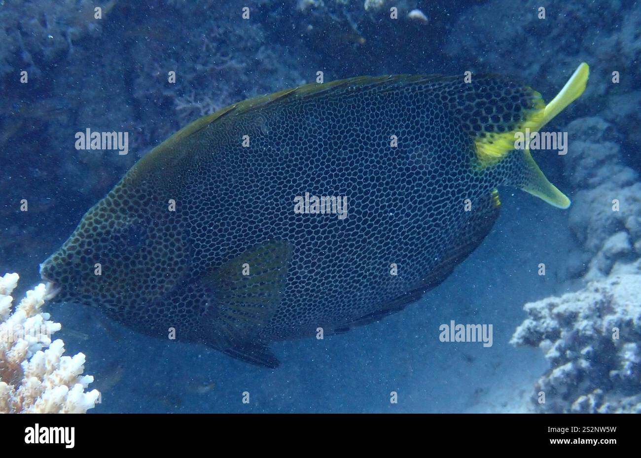 Honeycomb Rabbitfish (Siganus stellatus Stock Photo - Alamy
