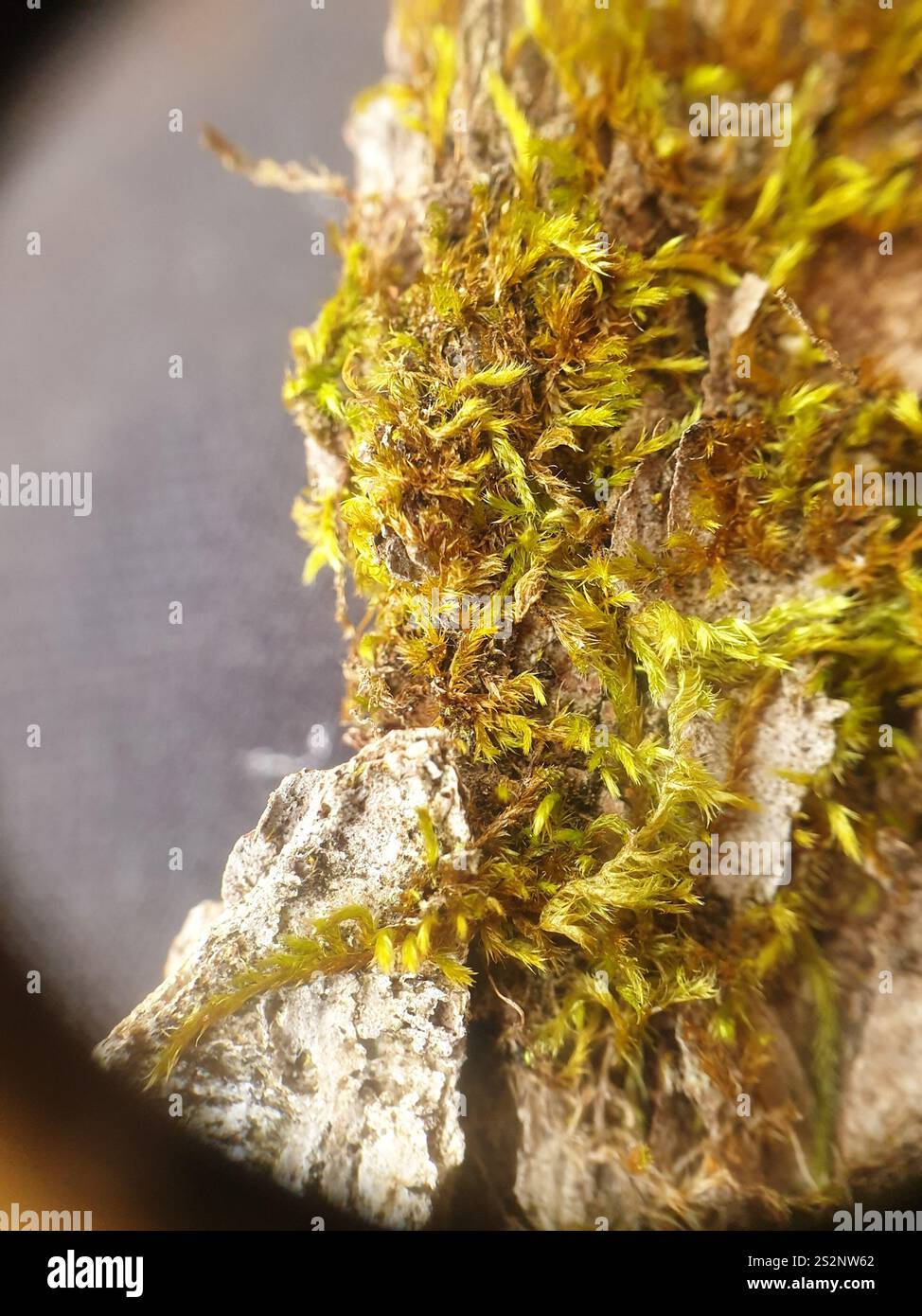 Flat-brocade Moss (Platygyrium repens Stock Photo - Alamy