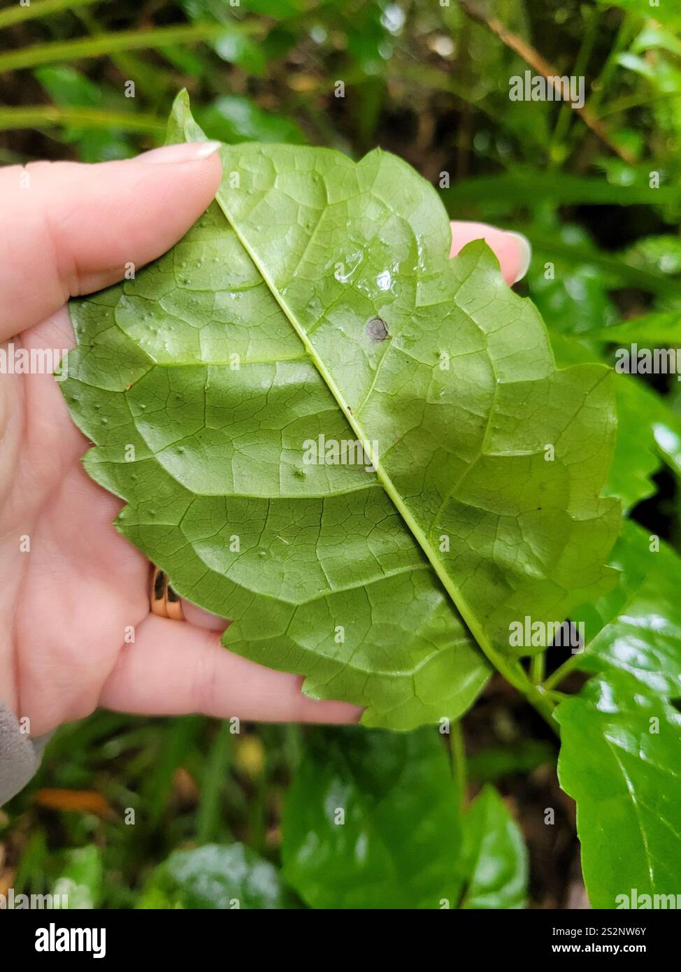 five finger (Pseudopanax arboreus Stock Photo - Alamy