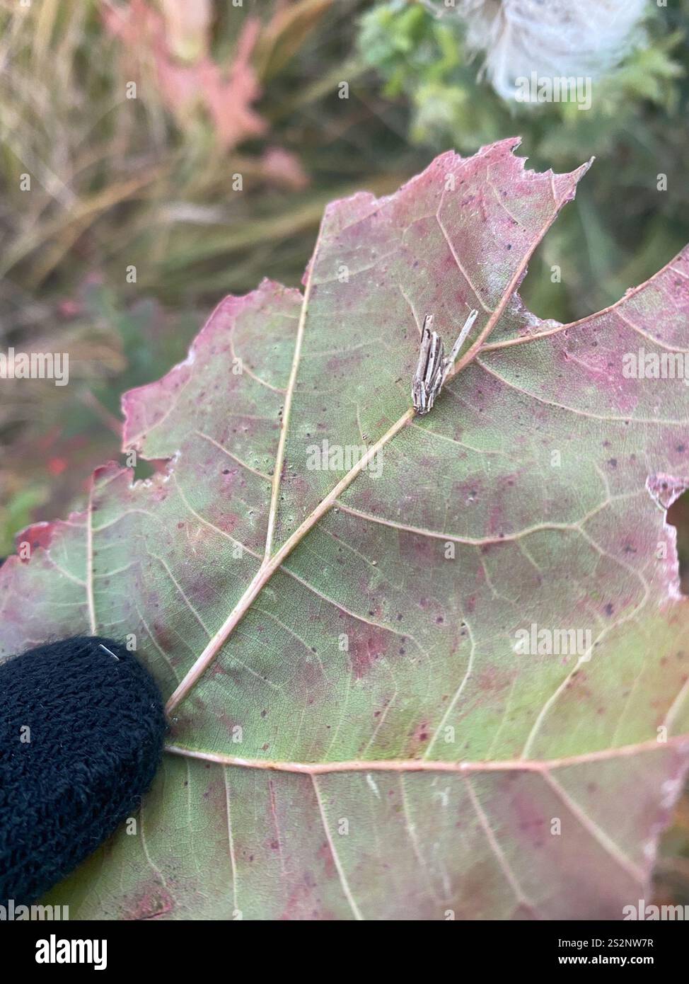 Common Bagworm Moth (Psyche casta Stock Photo - Alamy