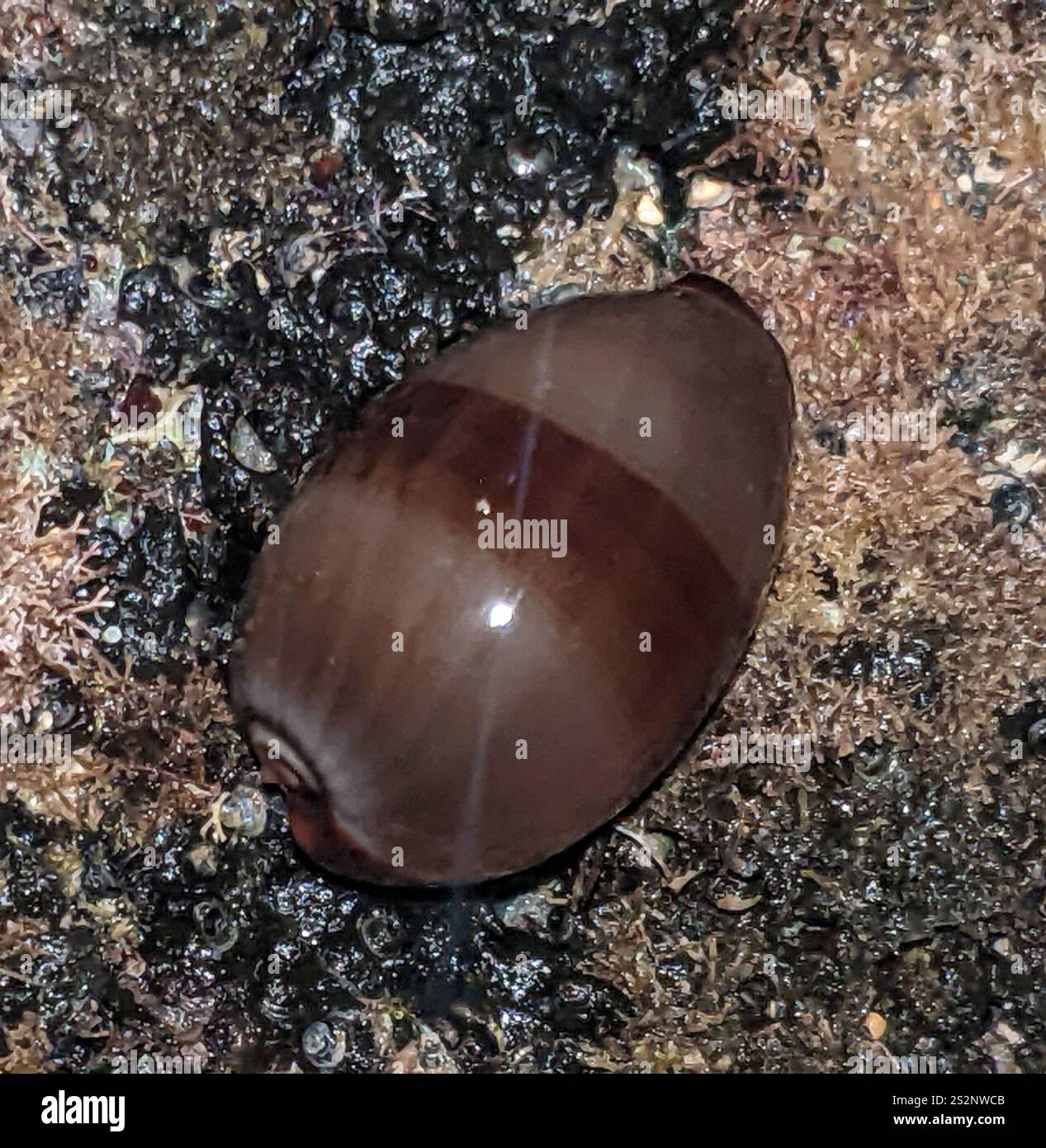 Hawaiian Snakehead Cowrie (Monetaria caputophidii Stock Photo - Alamy