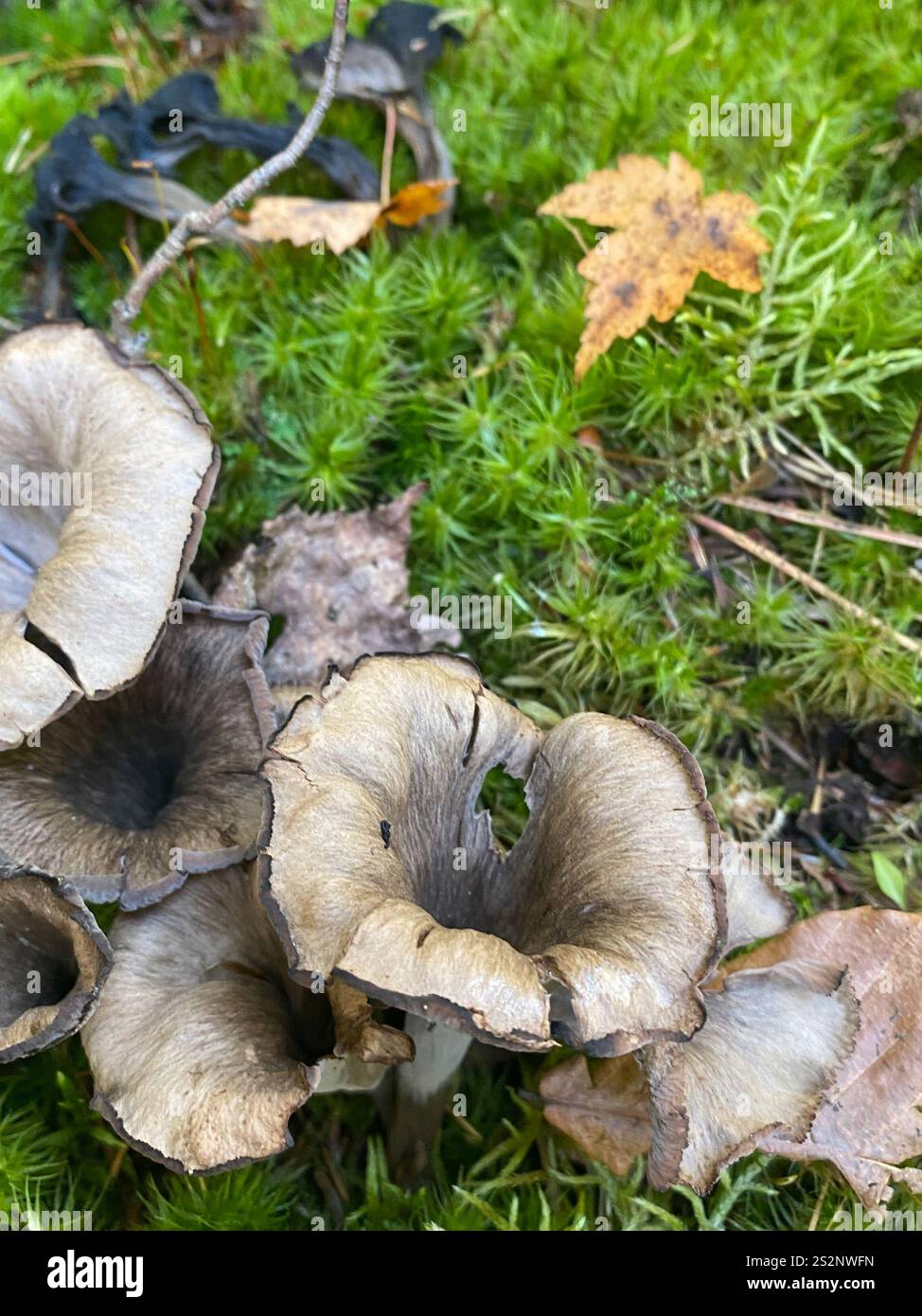 Eastern Black Trumpet (Craterellus fallax Stock Photo - Alamy