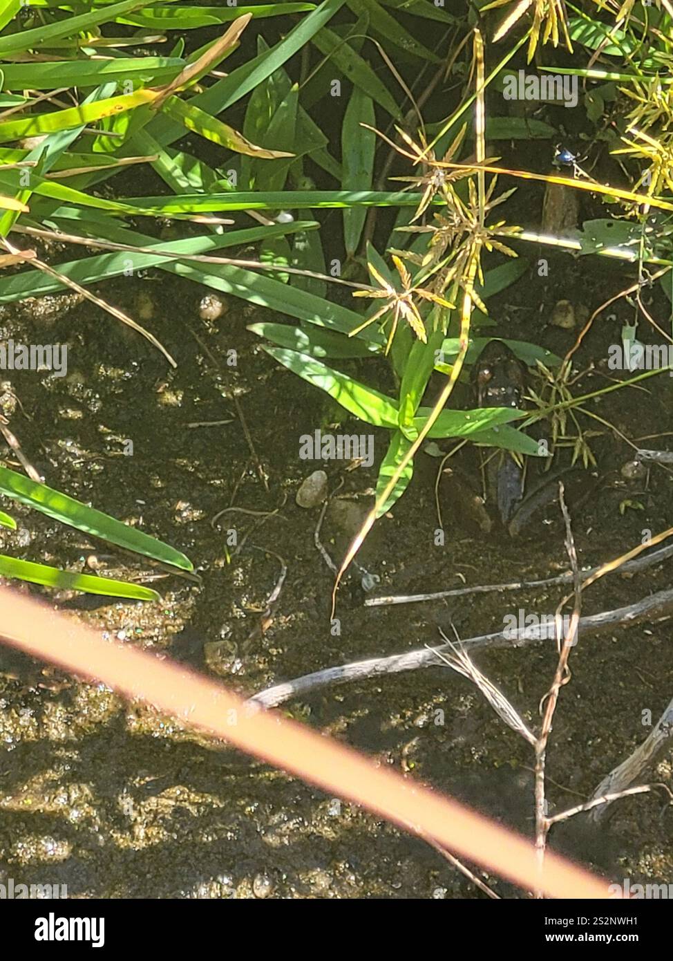 Southern Leopard Frog (Lithobates sphenocephalus Stock Photo - Alamy