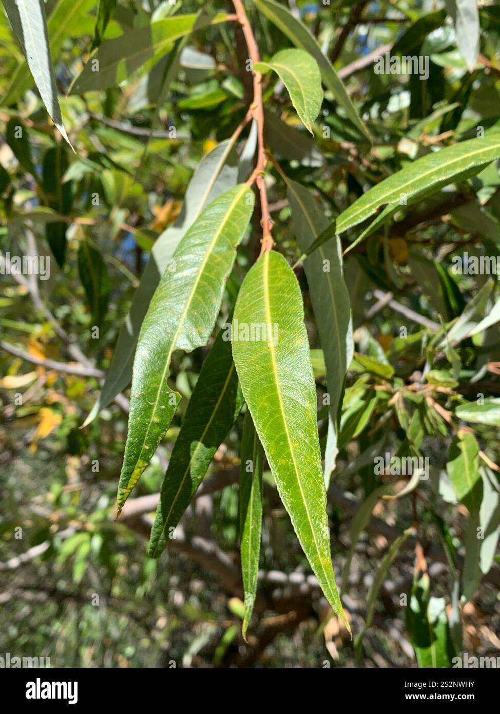 red willow (Salix laevigata Stock Photo - Alamy