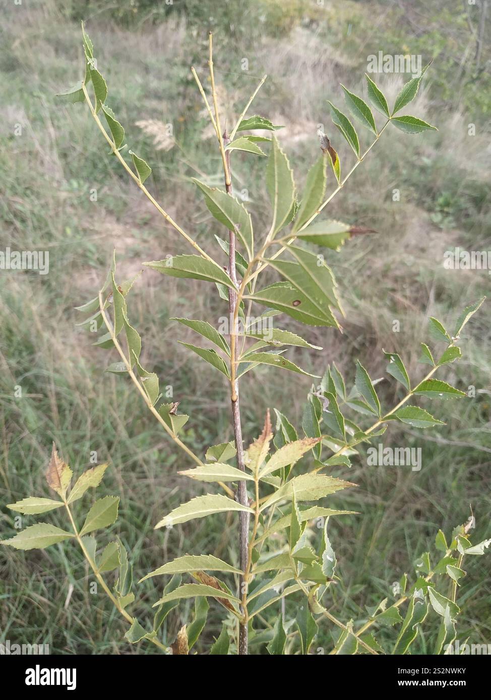 Narrow leaved ash hi-res stock photography and images - Alamy