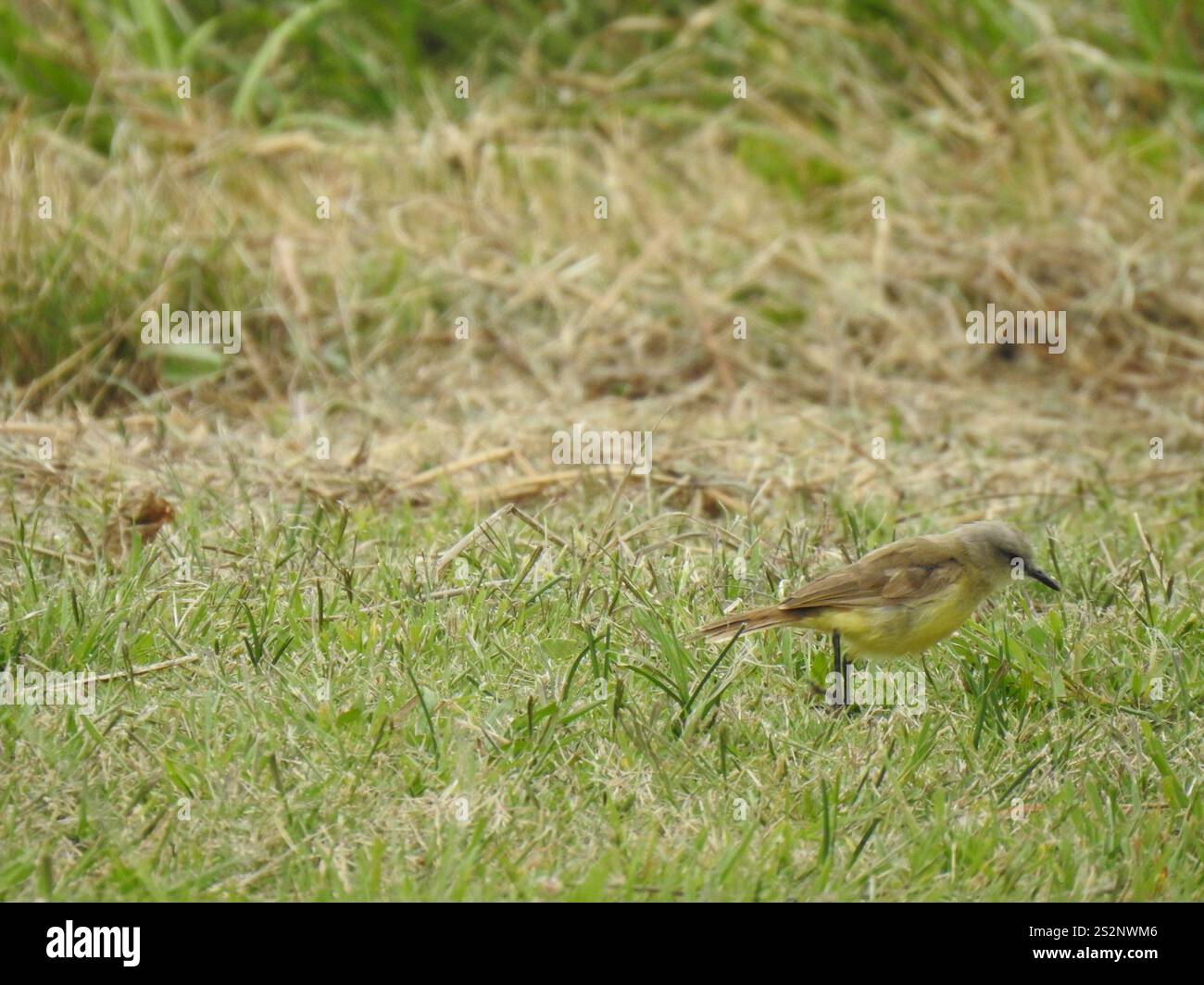 Cattle Tyrant (Machetornis rixosa Stock Photo - Alamy