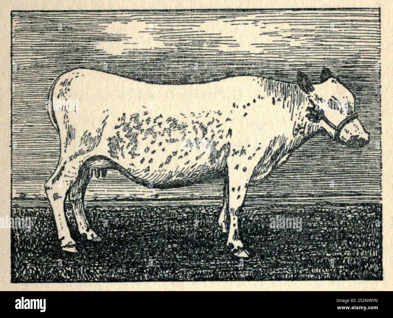 Fjäll cow, from The Evolution of British Cattle and the Fashioning of ...