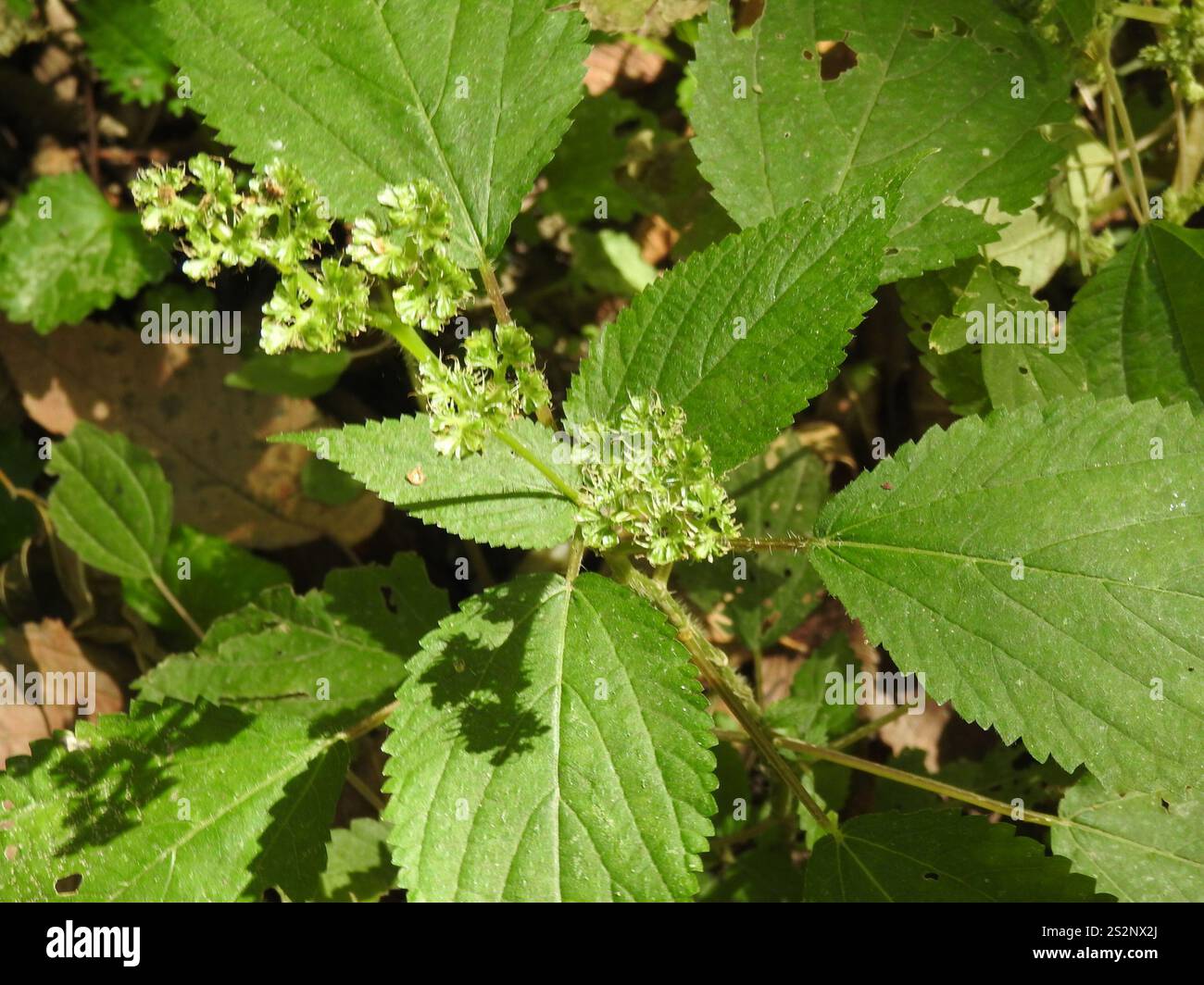 wood nettle (Laportea canadensis Stock Photo - Alamy