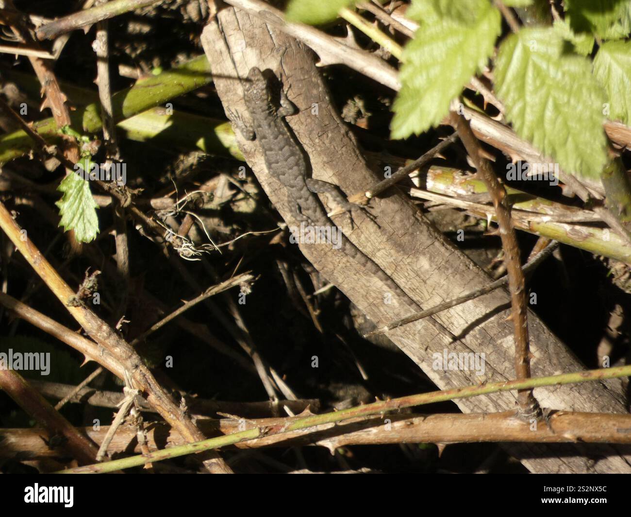 Blue-Green Smooth-throated Lizard (Liolaemus tenuis Stock Photo - Alamy