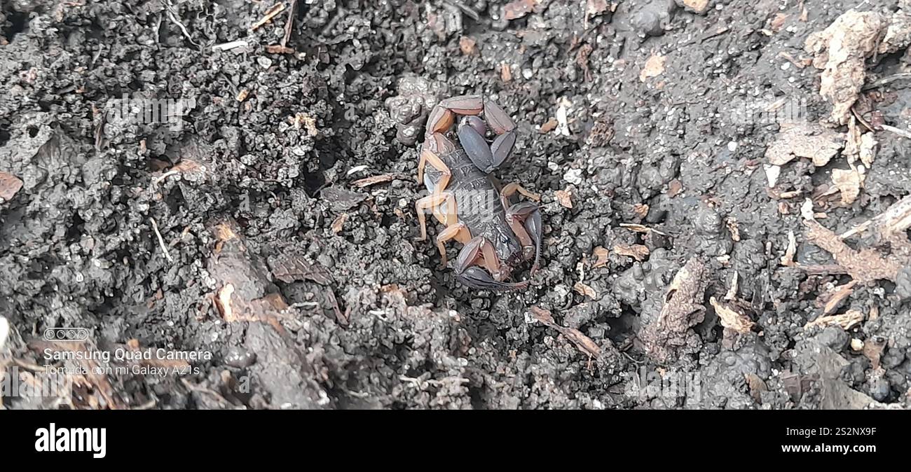 Edward's Bark Scorpion (Centruroides edwardsii Stock Photo - Alamy