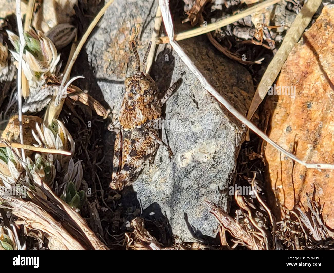 Short-horned Grasshoppers (Acrididae Stock Photo - Alamy