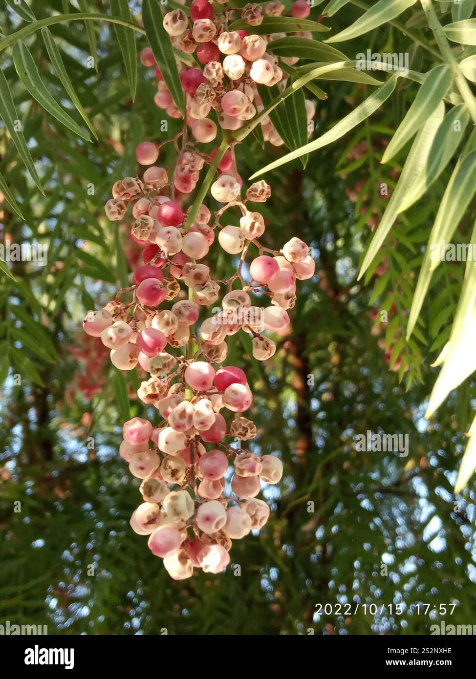 Peruvian Pepper Tree (Schinus molle Stock Photo - Alamy