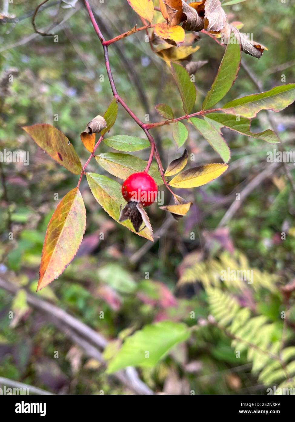 Rosa palustris swamp rose hi-res stock photography and images - Alamy