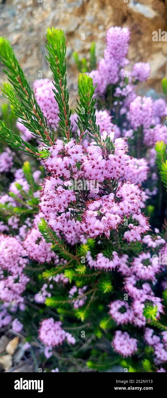 Mediterranean Heath (Erica multiflora Stock Photo - Alamy