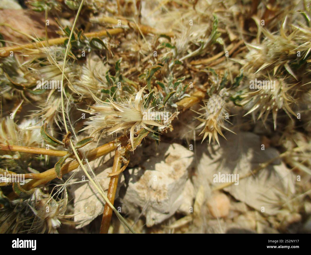 Common Karmedik (Dicoma capensis Stock Photo - Alamy