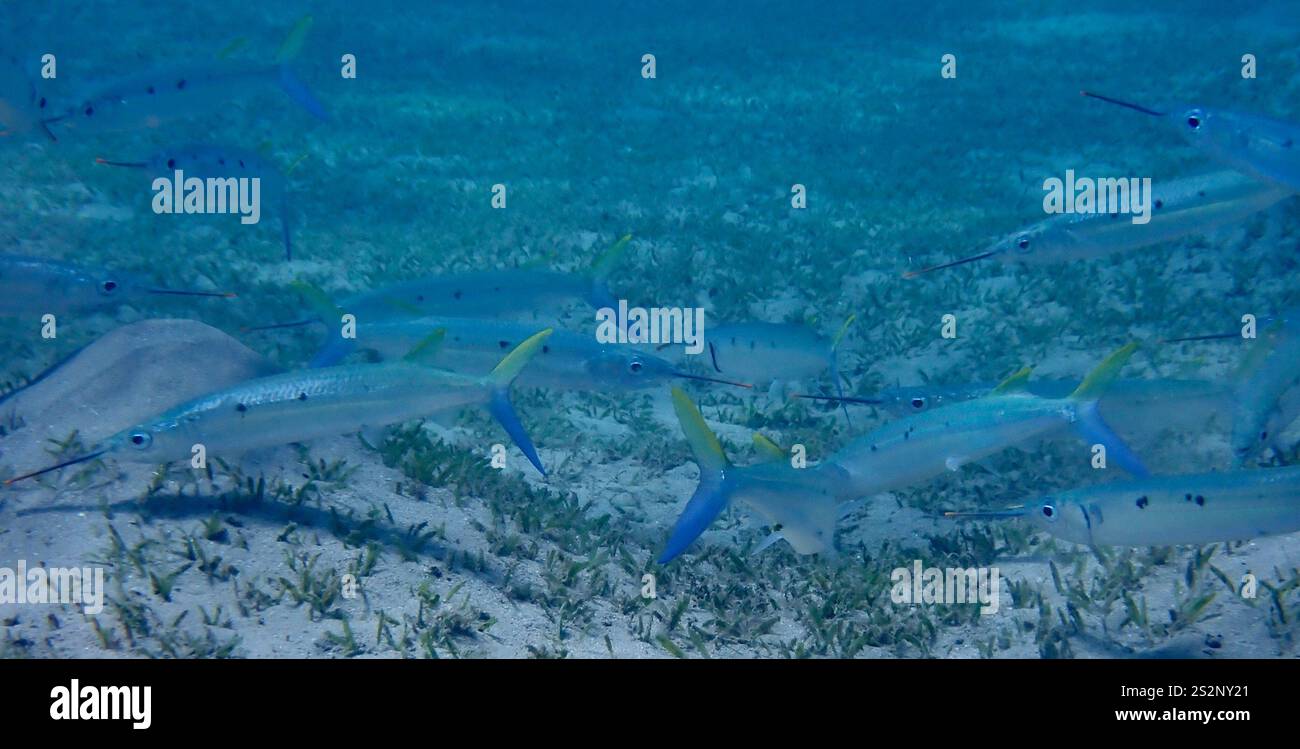 Black-barred Halfbeak (Hemiramphus far Stock Photo - Alamy