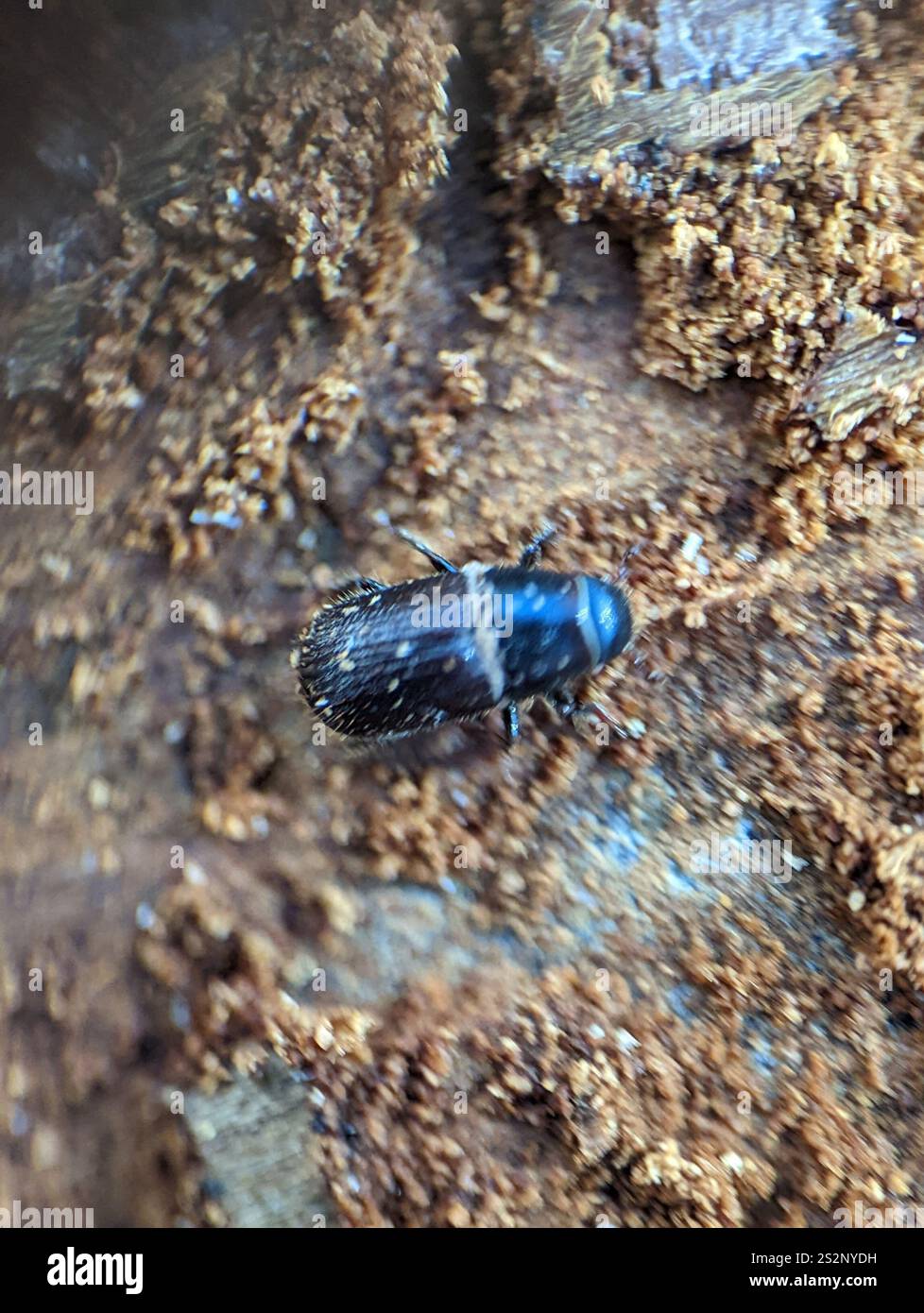 Dendroctonus terebrans hi-res stock photography and images - Alamy