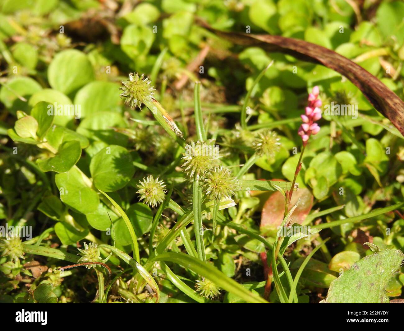 Shortleaf Spikesedge (Cyperus brevifolius Stock Photo - Alamy