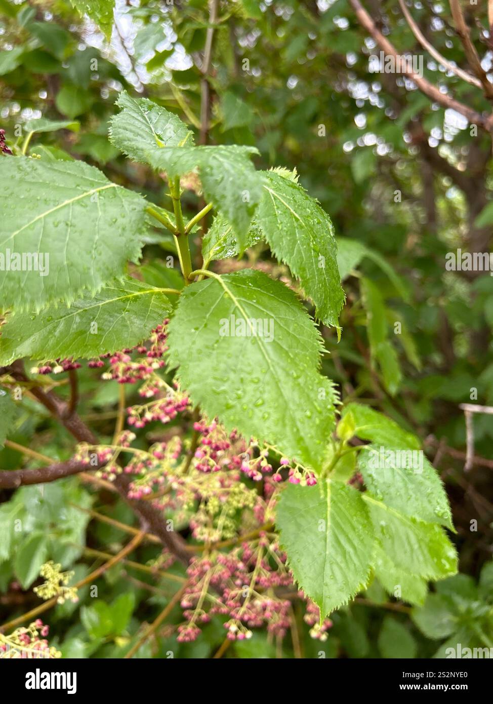 Wineberry (Aristotelia serrata Stock Photo - Alamy