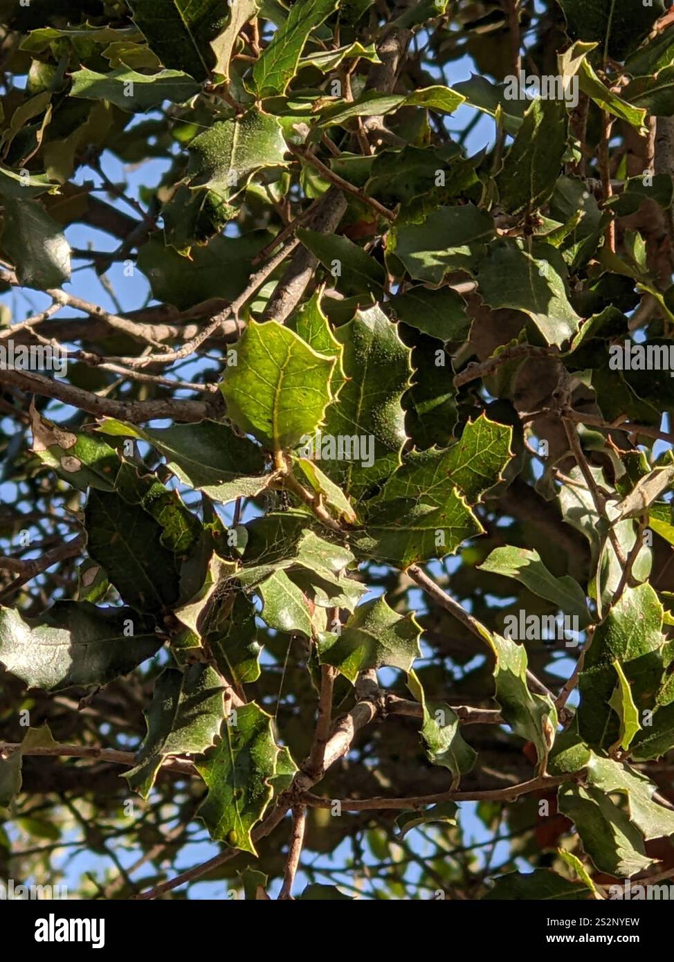 Kermes oak (Quercus coccifera Stock Photo - Alamy