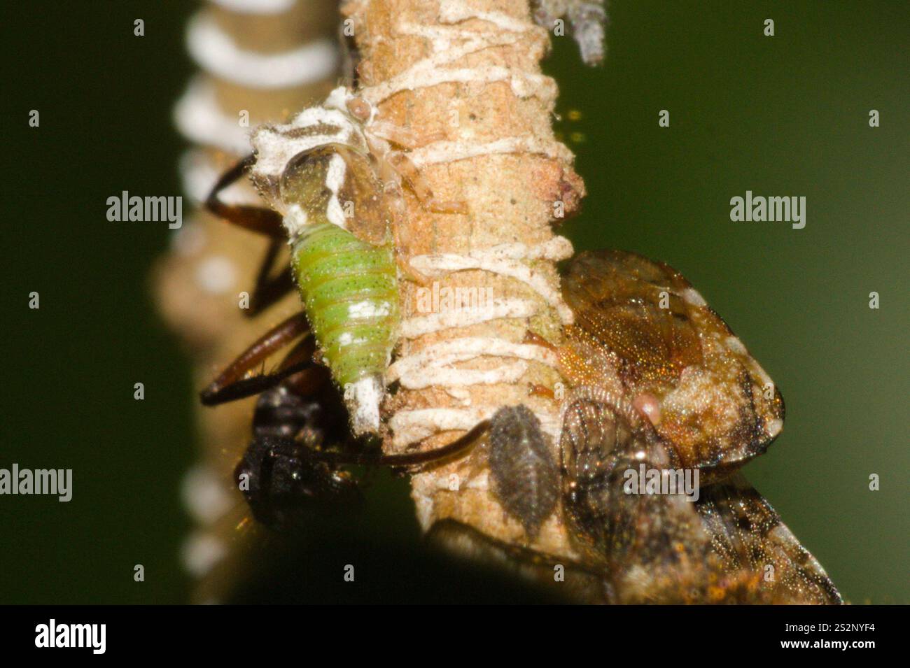 Typical Treehoppers (Membracidae Stock Photo - Alamy