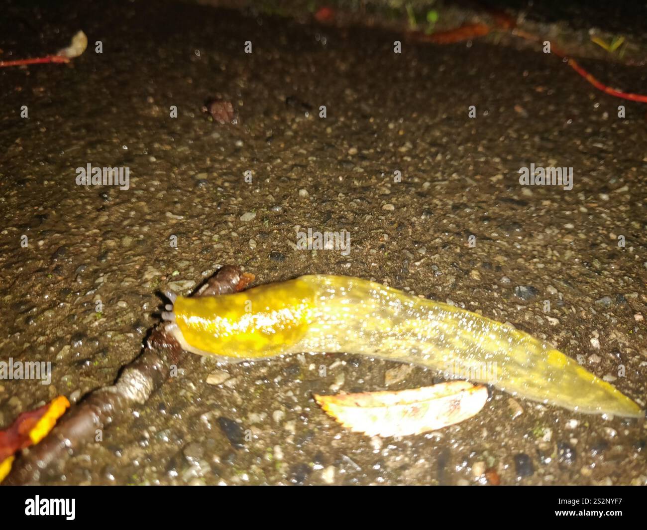 Green Cellar Slug (Limacus maculatus Stock Photo - Alamy