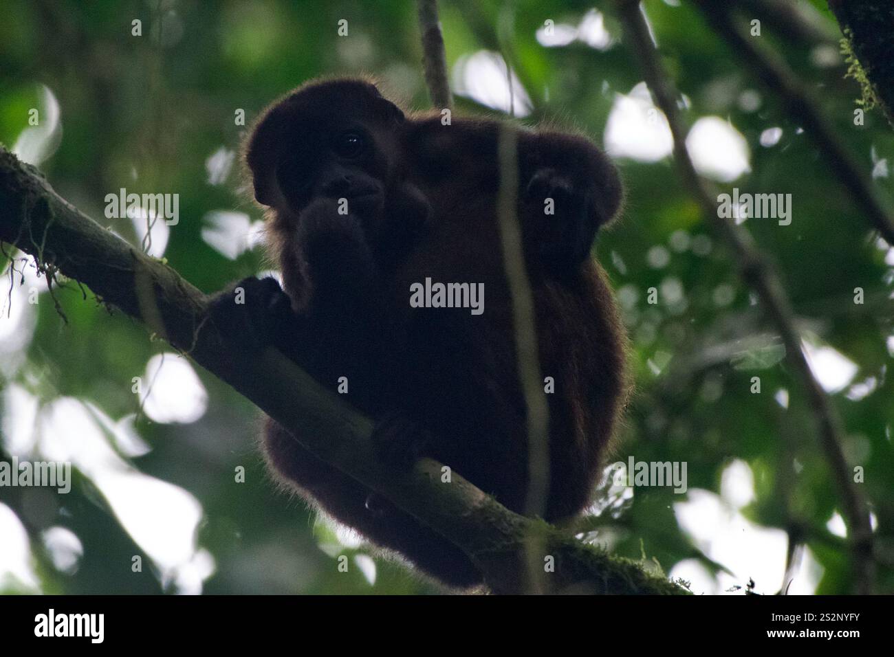 Mantled Howler Monkey (Alouatta palliata Stock Photo - Alamy